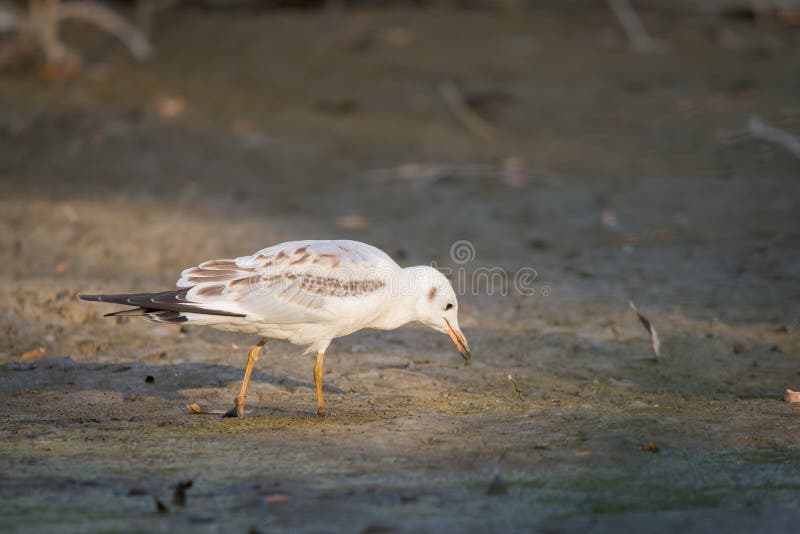 River Gull on Coast of River Stock Photo - Image of wildlife, animal ...