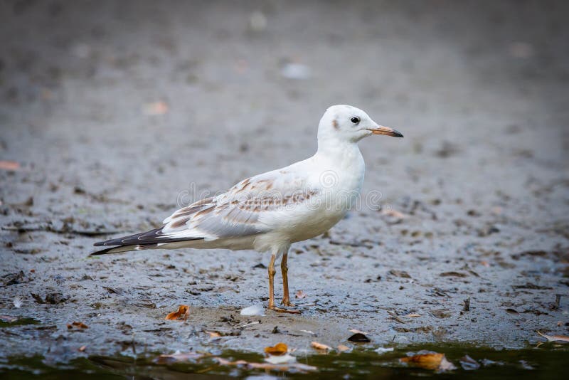 River Gull on Coast of River Stock Photo - Image of natural, blue ...