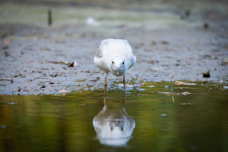 River Gull Drink Water at the River Stock Photo - Image of drink, river ...