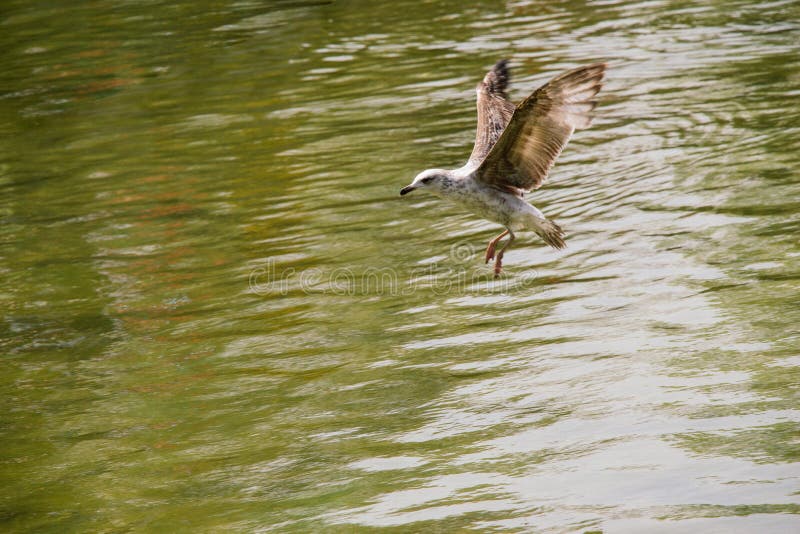 River Gull Flying Over the Shining Calm Water Surface Stock Image ...
