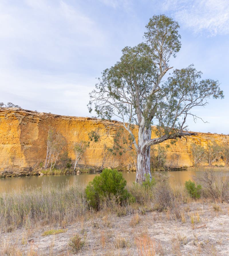 A River Gum Tree at Big Bend on the Murray River Stock Image - Image of ...