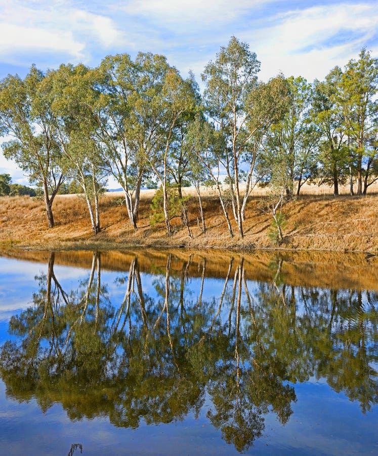 Gum Trees and Reed Reflecting in Murray River. Stock Photo - Image of ...