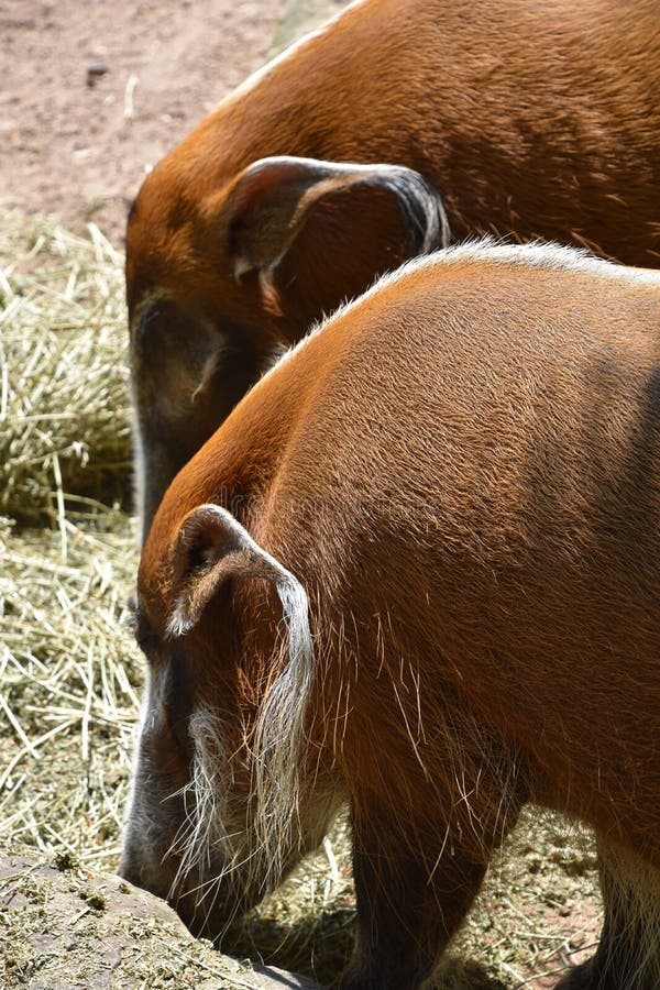River Hogs stock image. Image of suidae, fauna, potamochoerus - 100929817