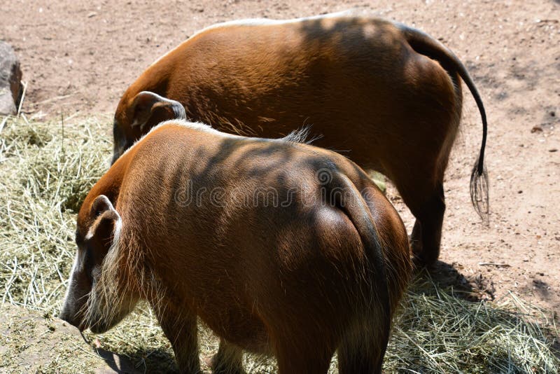 River Hogs stock image. Image of cetartiodactyla, suidae - 100929837