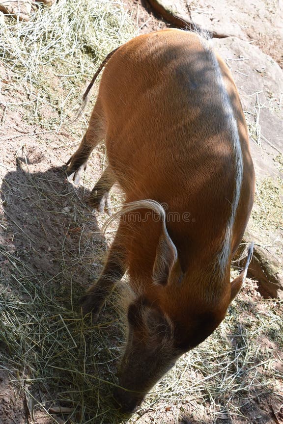 River Hogs stock photo. Image of savanna, porcus, gambia - 100929840
