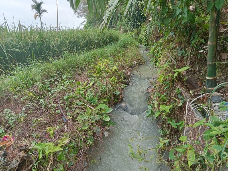 River Irrigation Flow Which is in Rural Areas and is Useful for Paddy ...