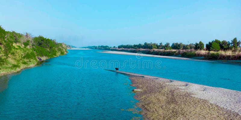 River Island Stream Cow Nature Beach Stock Image - Image of stream ...