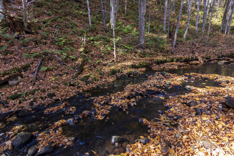 River at Jacques Cartier National Park. Quebec. Canada. Stock Photo ...