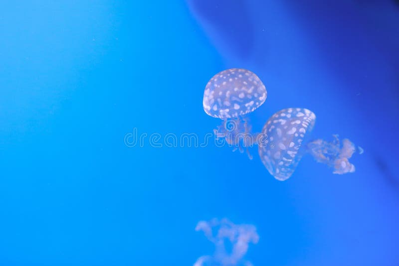 River Jellyfish in Aquarium Stock Image - Image of summer, fish: 70906499