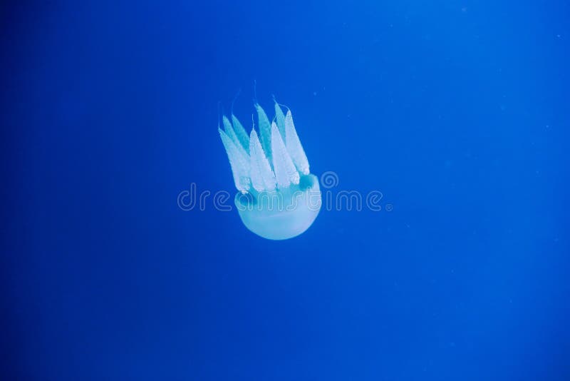 River Jellyfish in Aquarium Stock Image - Image of endemic, golden ...