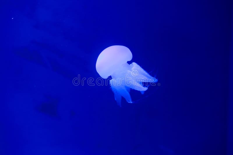 River jellyfish stock photo. Image of deep, punctata - 72233892