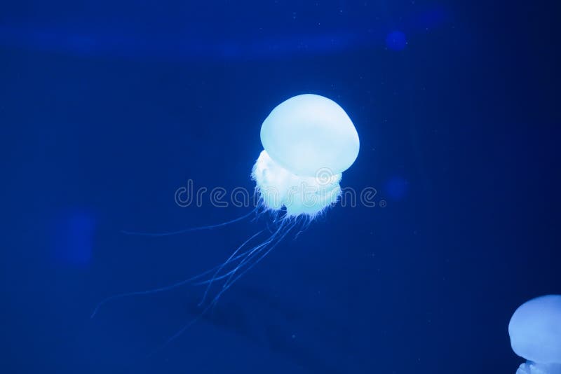 River jellyfish stock photo. Image of bell, river, punctata - 72233900