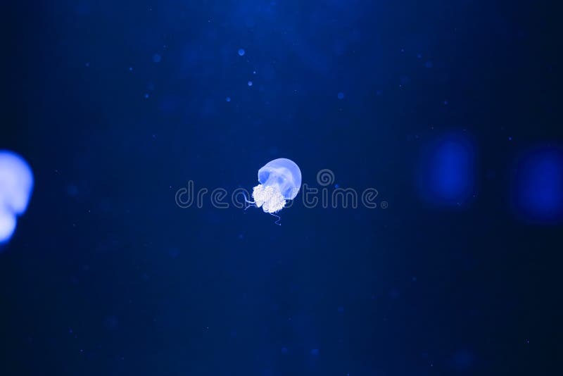 The Sea Jellyfish. River Mouth Livenza, Bibione Lagoon, Venice, Italy ...