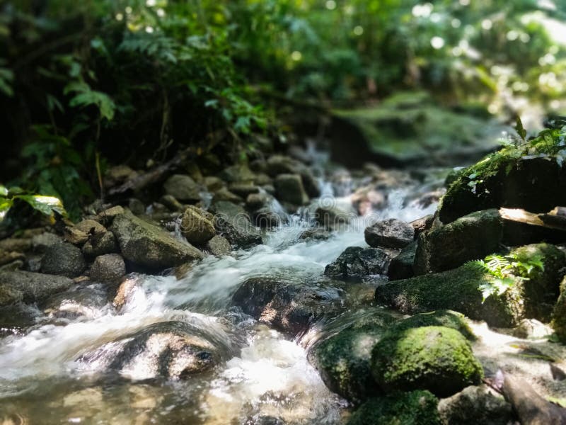 River at the jungle stock photo. Image of woodland, leaf - 257960824