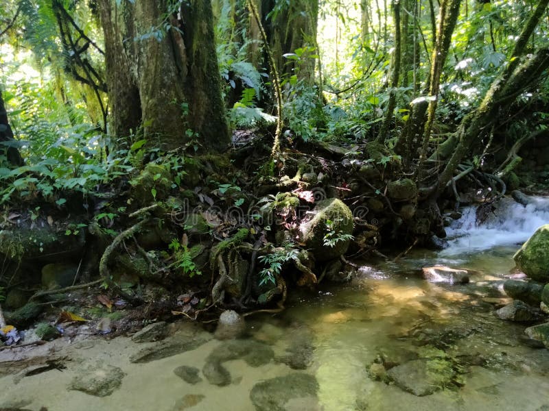 River at the jungle stock photo. Image of nature, pond - 257960842