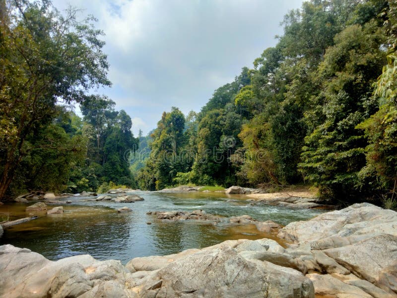 River at the jungle stock photo. Image of nature, stream - 257960912
