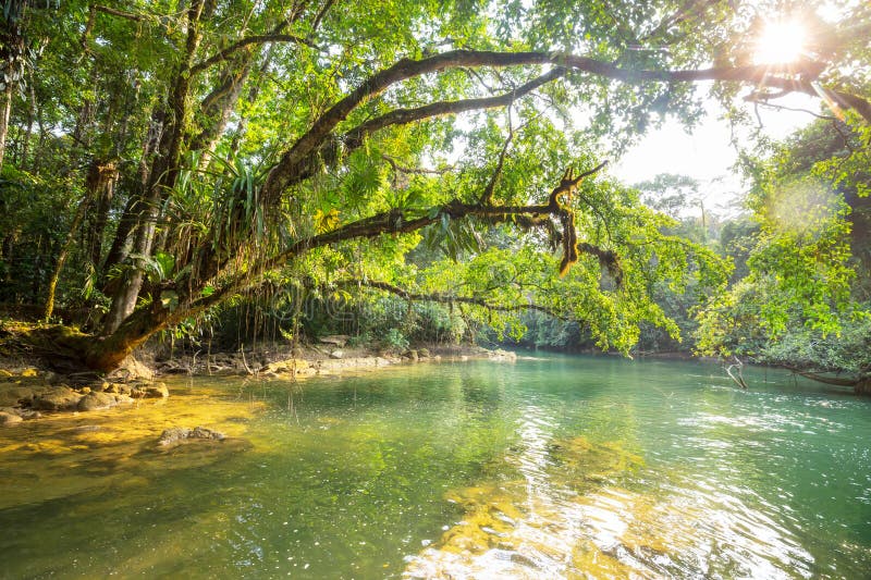 River in jungle stock image. Image of morning, sunrise - 276730061