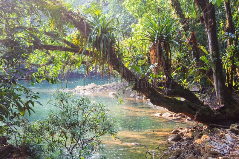 River in jungle stock image. Image of water, tropical - 276730085