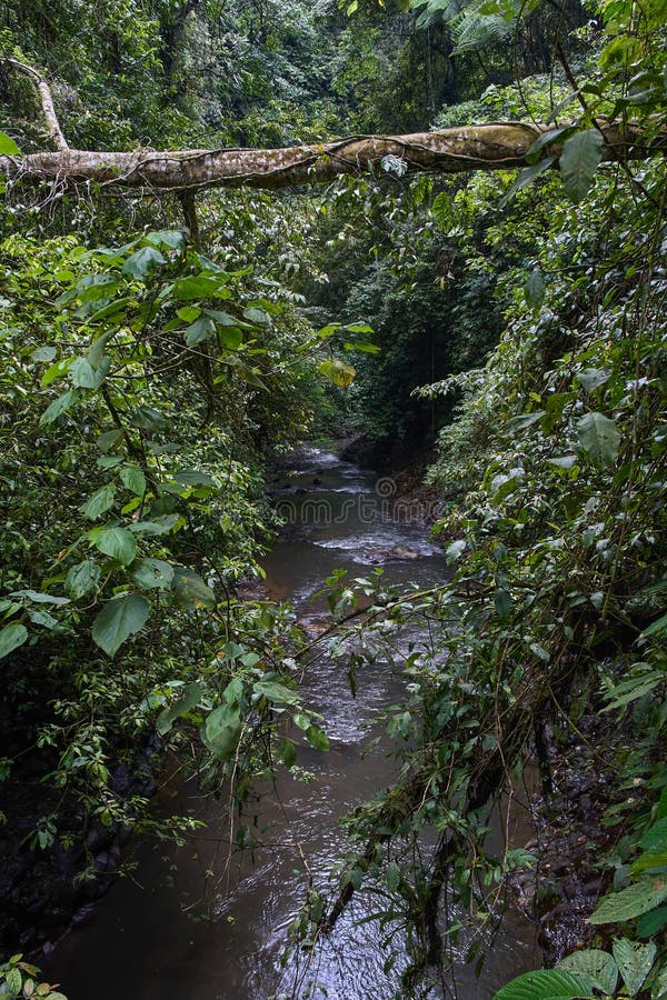 River in the jungle stock image. Image of hike, landscape - 113728747