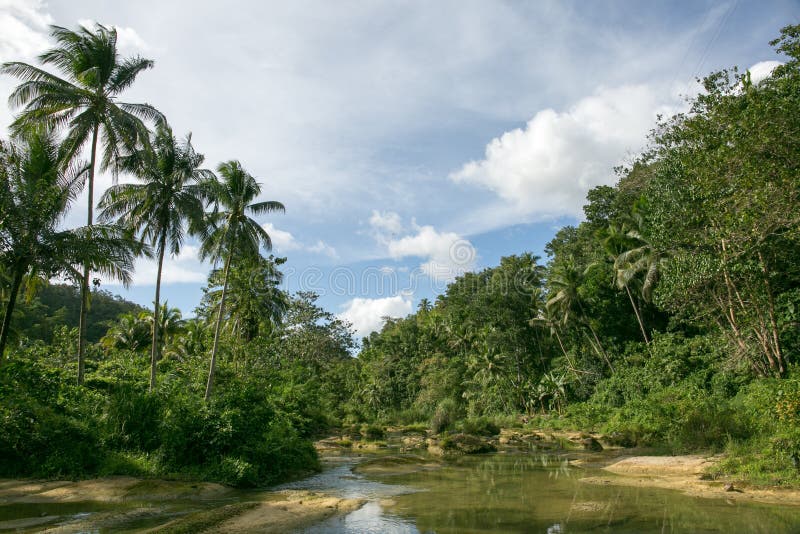 A river in the jungle stock image. Image of summer, palm - 181489449