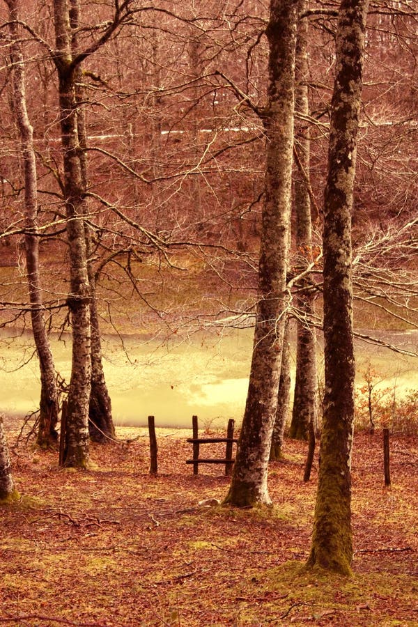 River in Jungle of Irati. Navarra, Spain Stock Image - Image of leaf ...
