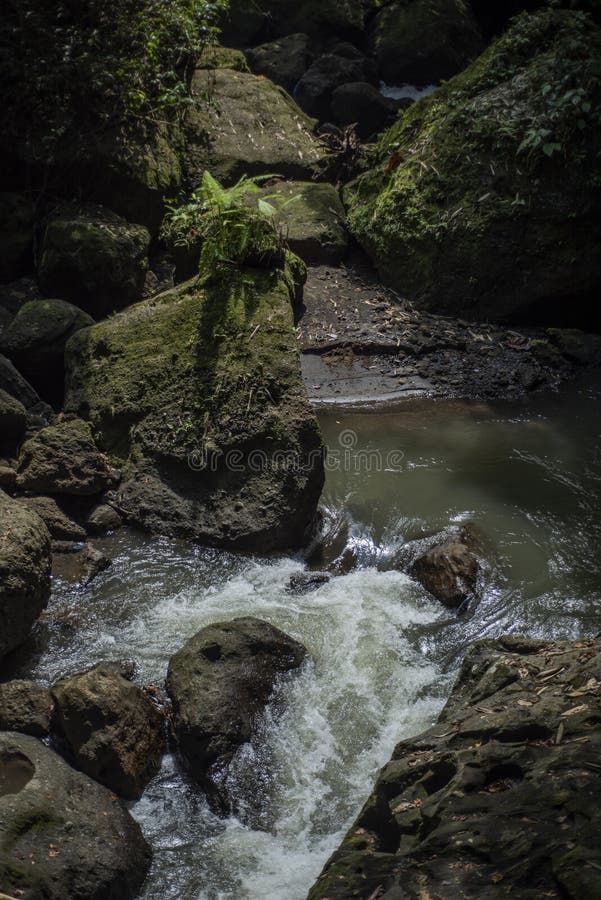 River in the jungle stock image. Image of water, rocks - 316121409
