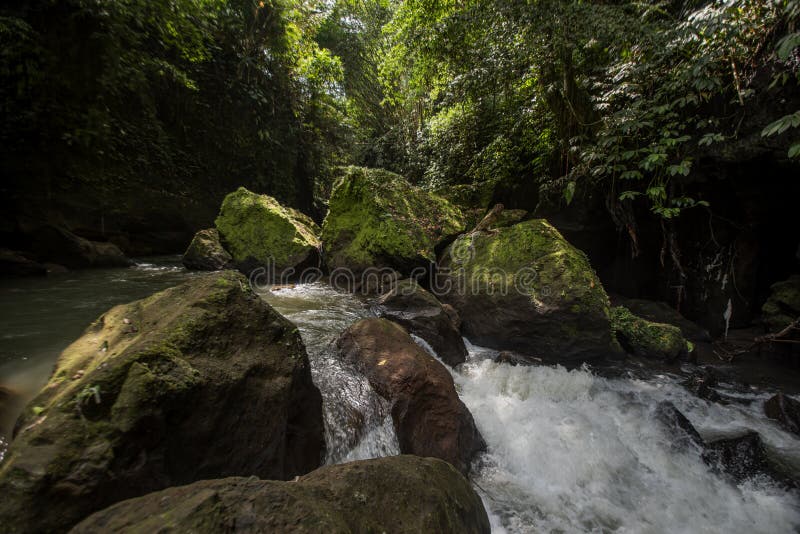 River in the jungle stock photo. Image of rainforest - 316120990