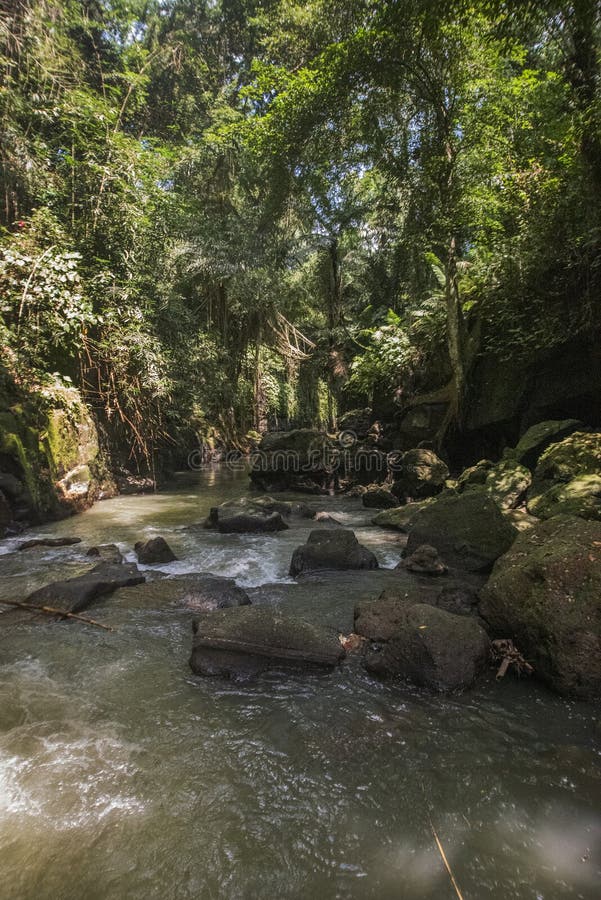 River in the jungle stock photo. Image of rainforest - 316120990
