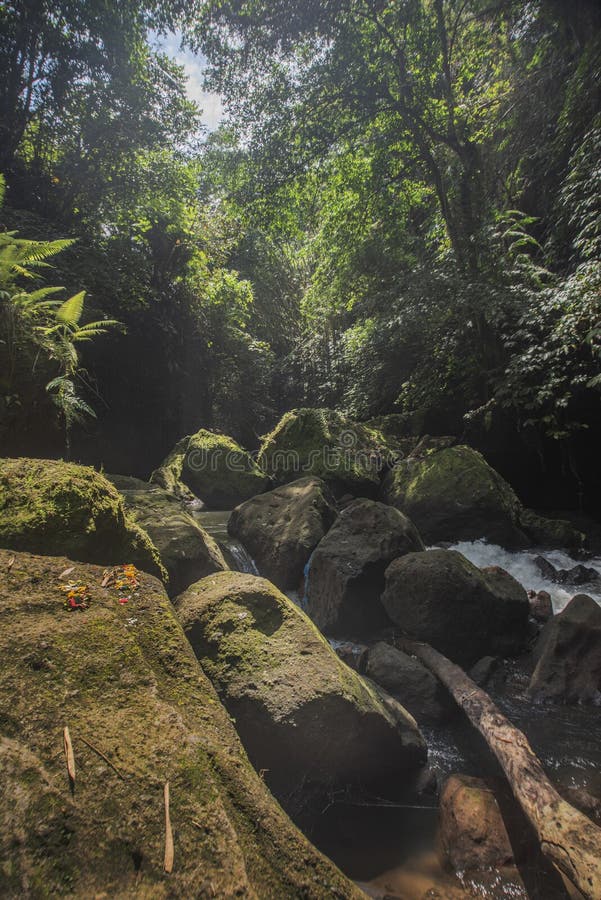 River in the jungle stock photo. Image of rainforest - 316120990