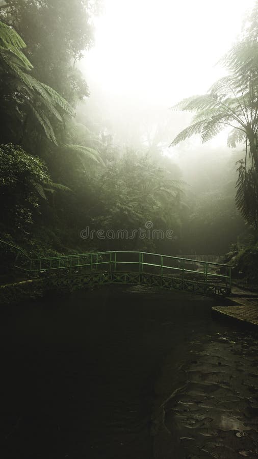 River on the Jungle and Waterfall Behind Bridge Stock Image - Image of ...