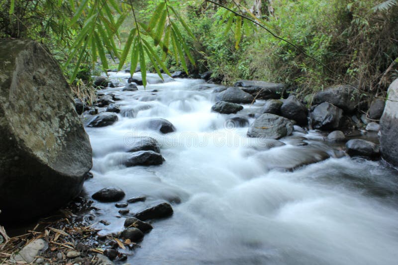 River in the jungle stock image. Image of leaf, watercourse - 237874833