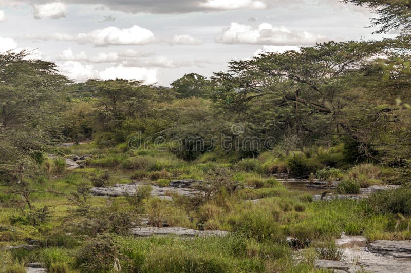 River in Kenya stock photo. Image of clouds, fresh, environment - 42402316