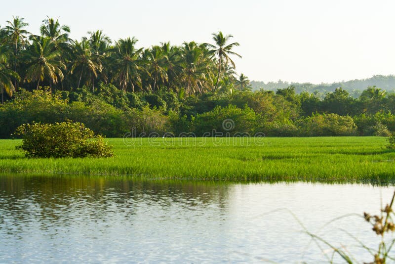 River in Kerala, India stock photo. Image of trees, water - 23670590