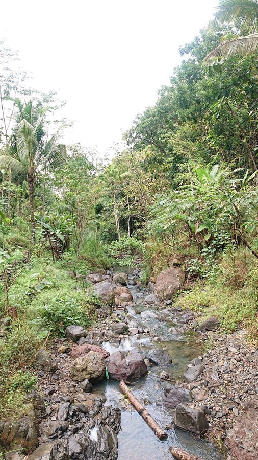 River in Kulon Progo Forest ? Stock Image - Image of progo, river ...