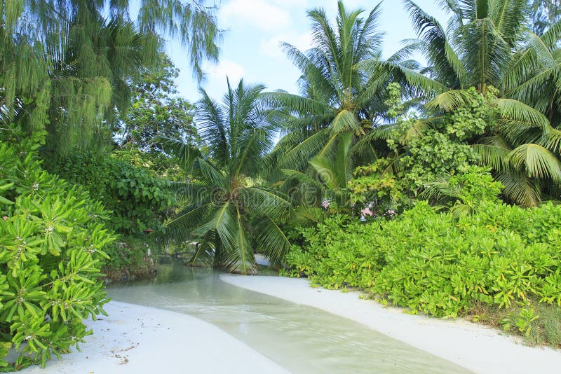 River in La Digue Seychelles Stock Image - Image of island, ocean ...