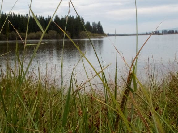 River, Lake, Gress, Water, Trees, Forest, Sky, Cloud Stock Photo ...