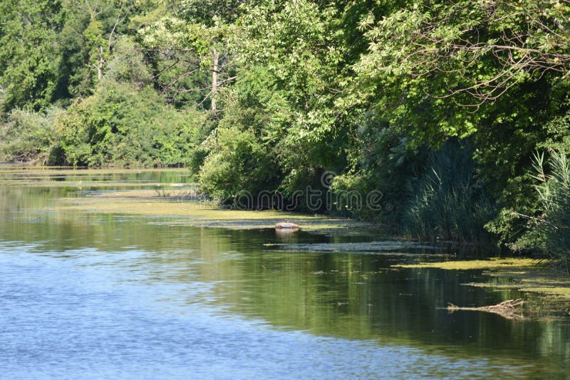 Nature Scene River or Lake stock photo. Image of scenic - 136224082