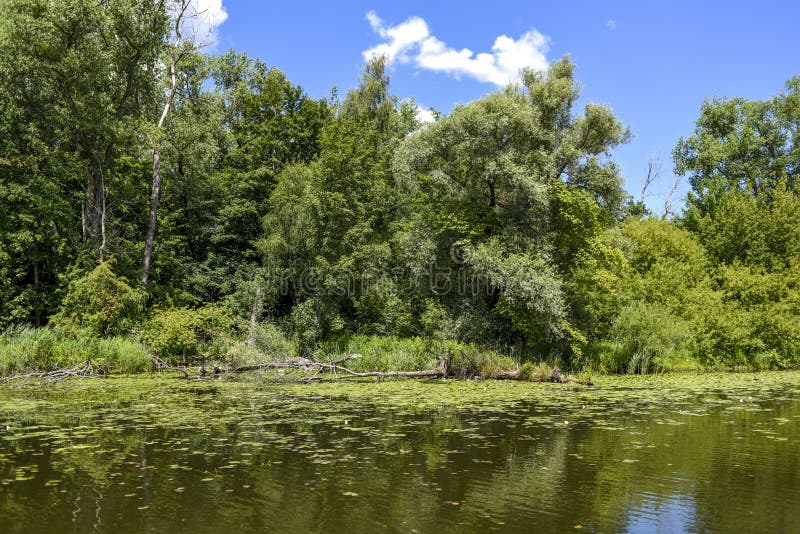 Landscape in Greenery, Natural, Nature, Wallpaper Stock Image - Image ...