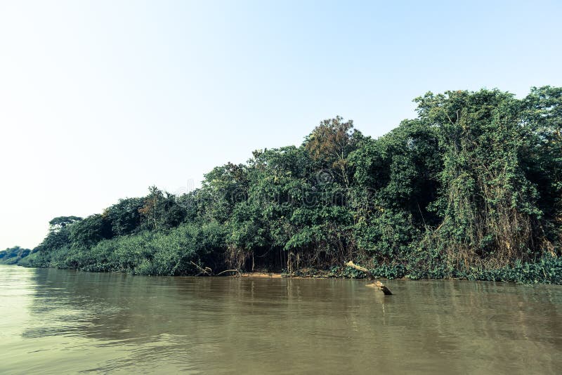 River Landscape and Jungle,Pantanal, Stock Image - Image of ...