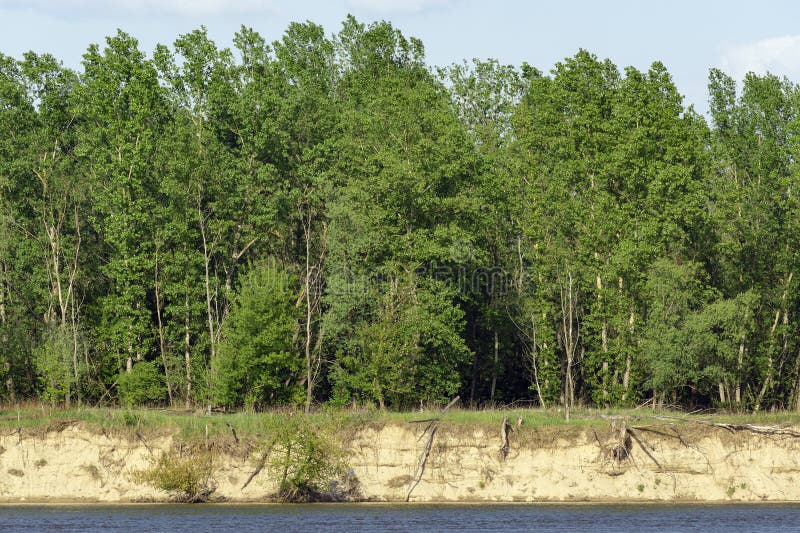 High Riverbank with Sandy Cliffs with Trees Growing on Them Stock Image ...