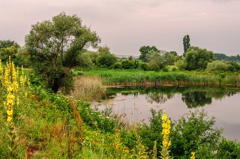 River landscape with tree stock image. Image of dawn - 148818565
