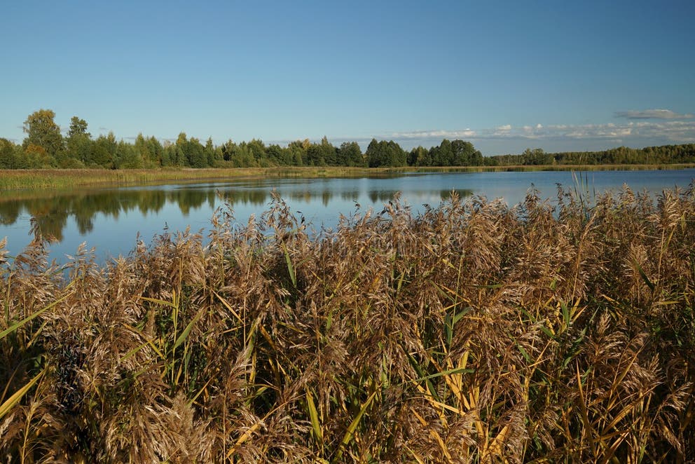 River stock image. Image of river, green, fall, sunset - 67411469