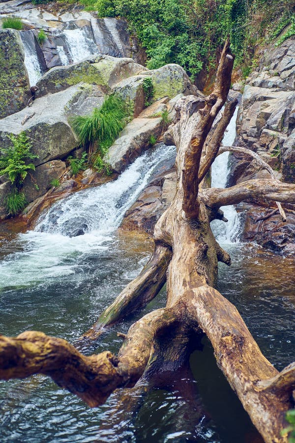 River Landscape with Waterfall and a Fallen Tree Trunk Inside the Water ...