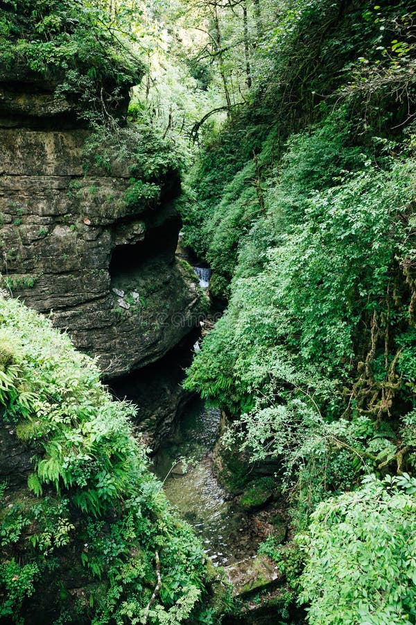 River between Large Green Trees Travel Hiking Stock Image - Image of ...