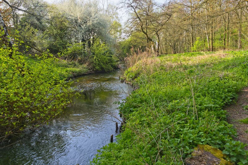 River Leen Winds Gently through Woodland in Spring Stock Image - Image ...