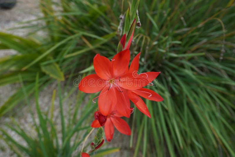 River lily in the sun stock photo. Image of asparagales - 257266942
