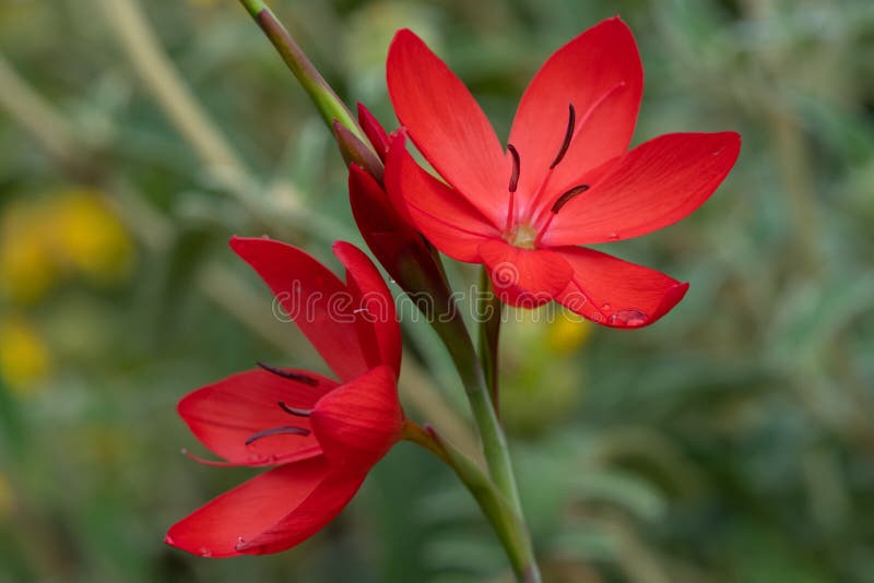 River Lily Hesperantha Coccinea Flower Stock Image - Image of freshness ...