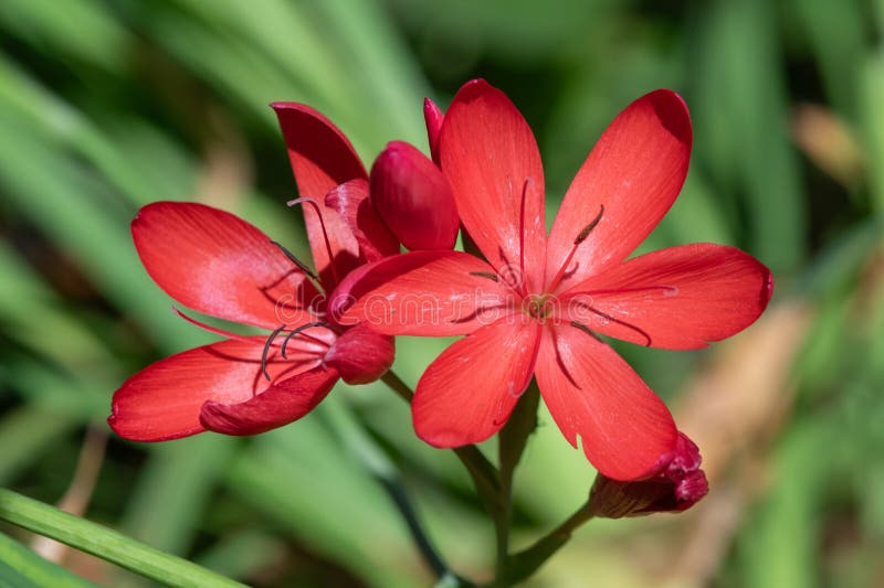 River Lily (hesperantha Coccinea) Flowers Stock Image - Image of ...