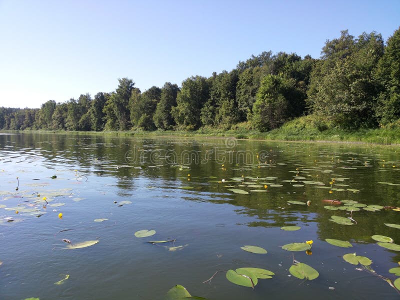 River lily stock photo. Image of reflection, river, flora - 98639442