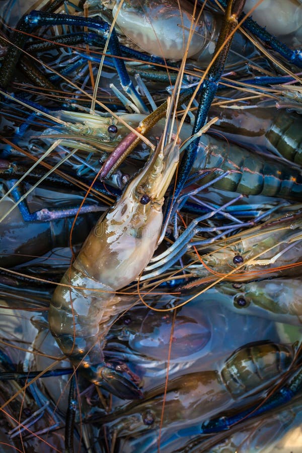 River lobsters stock photo. Image of shellfish, life - 30667126